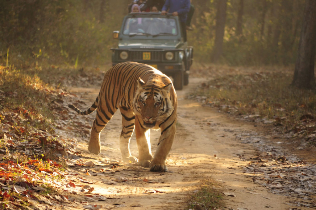 Parques Nacionales de la India para Safaris | Indiamagica