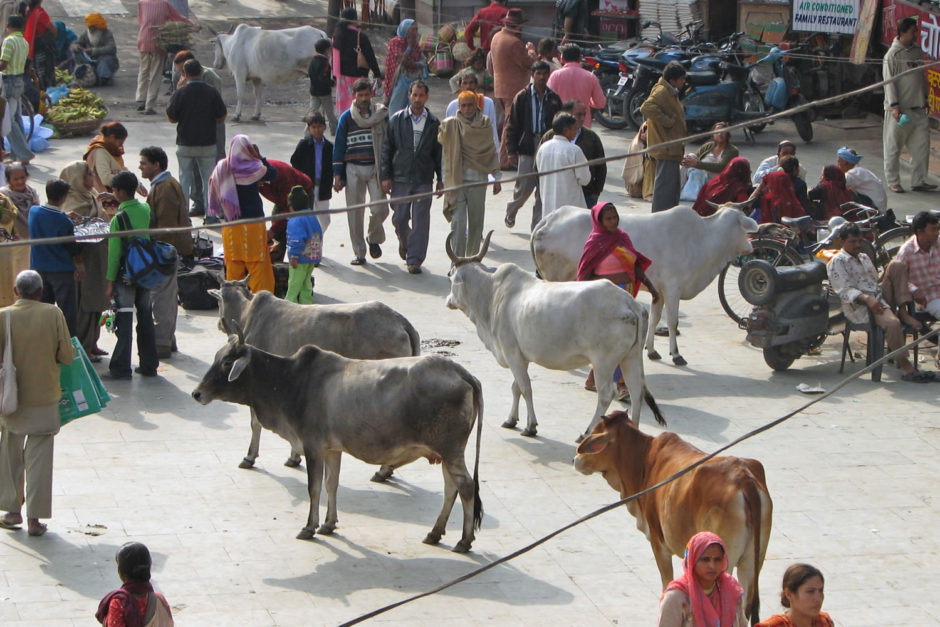 Animales Sagrados de la India | IndiaMagica